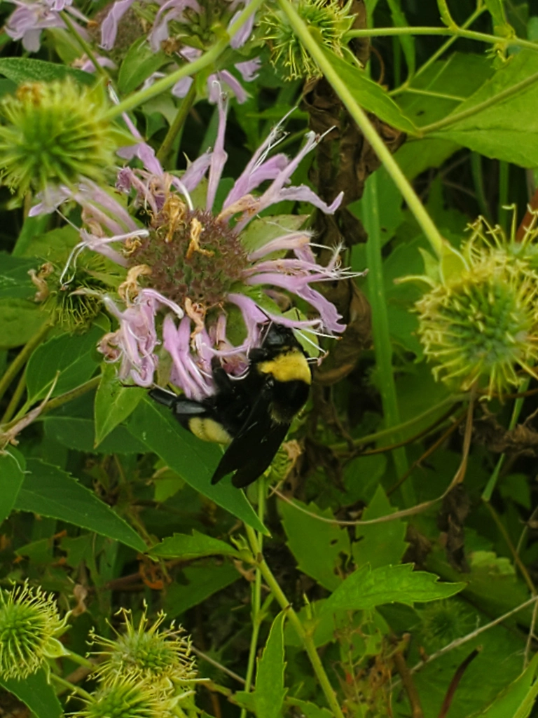 The Bumblebee Landscape Project – Summer 2023 & 2024 – Dunlap Cognitive ...