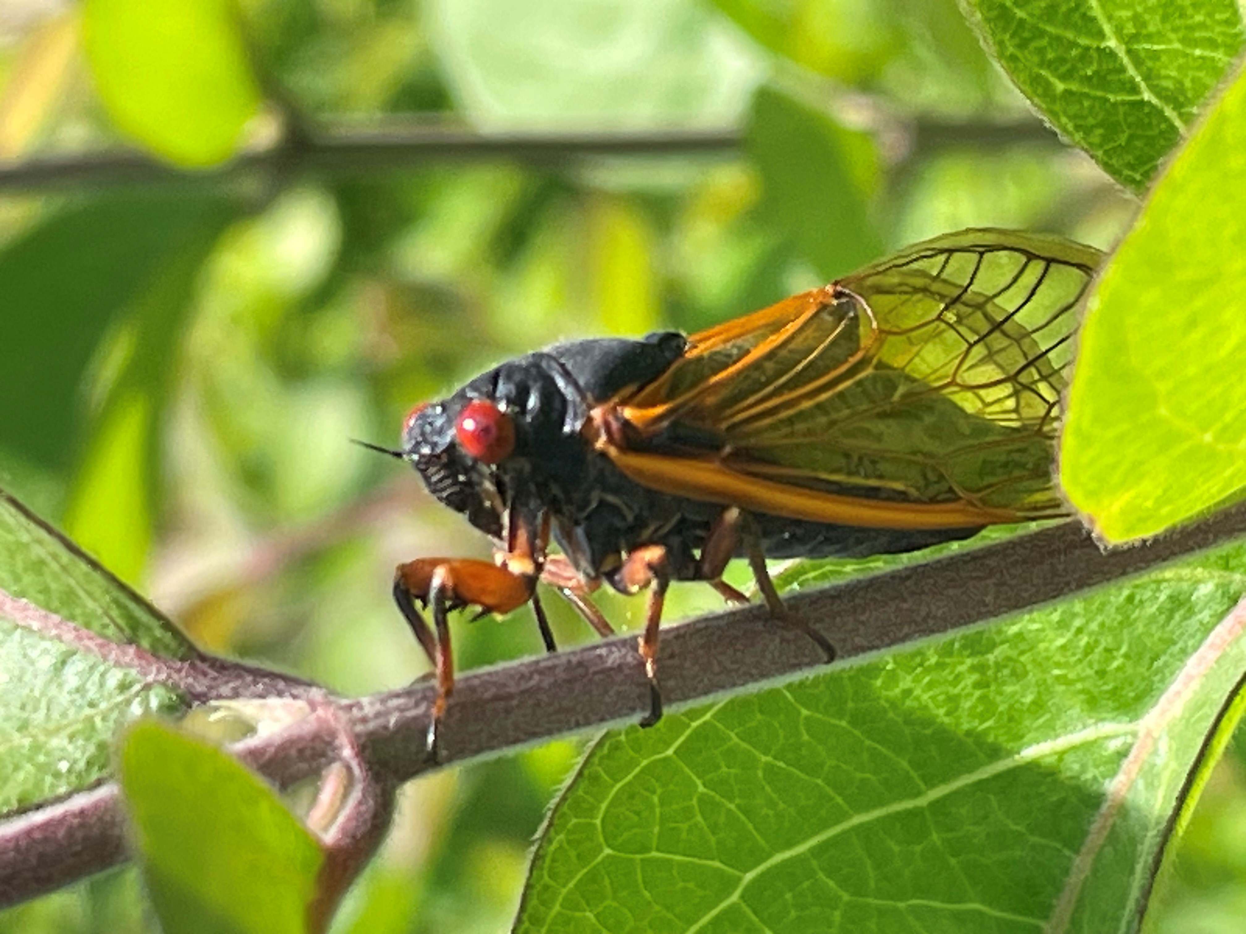 It is Cicada Time! – Dunlap Cognitive Ecology Lab